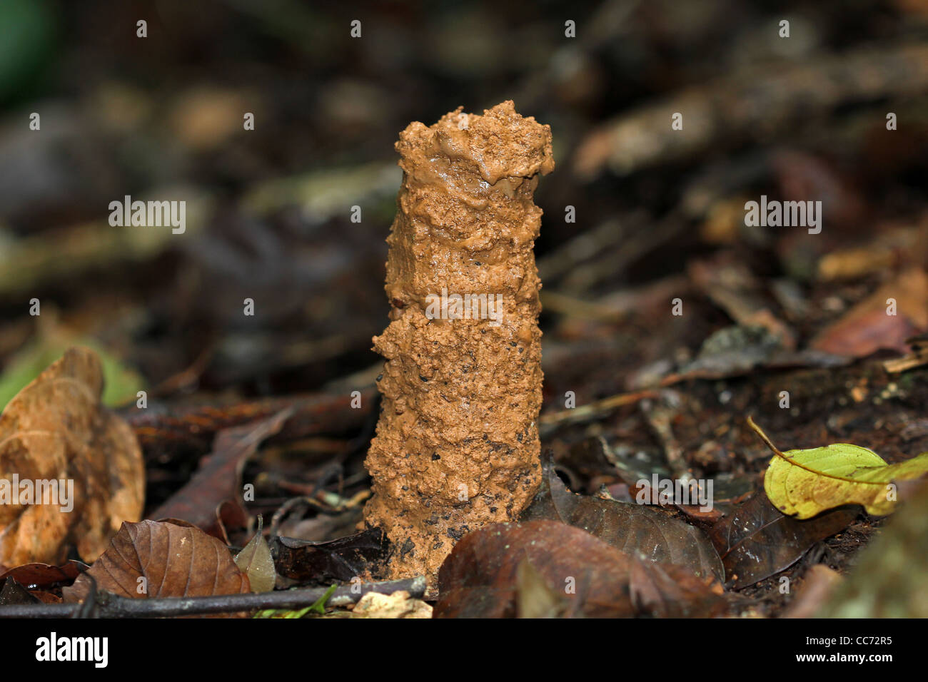 A Mud Tube created by Young Cicadas in the Amazon Rain Forest (Peru ...