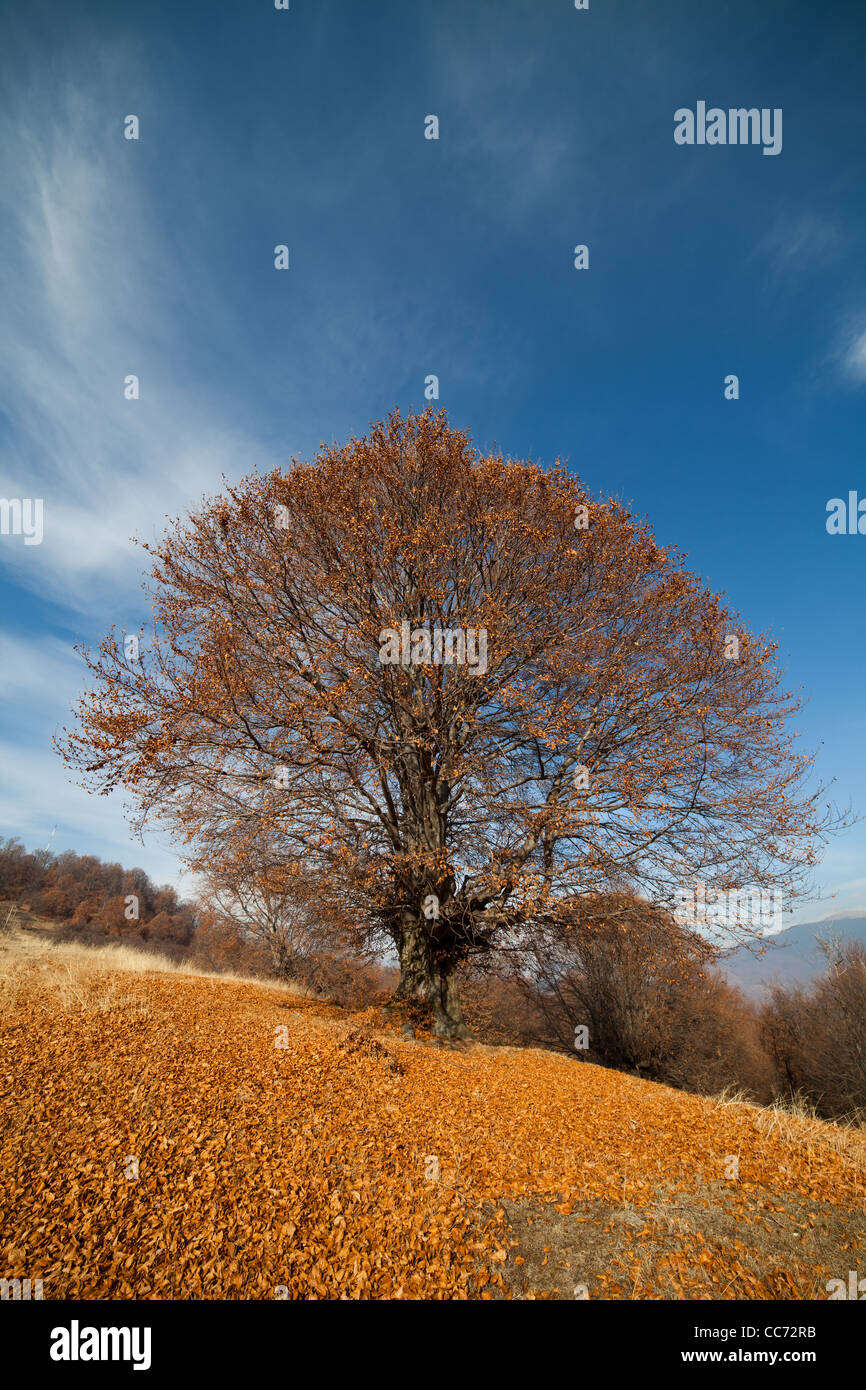 Autumnal landscape with a big beech tree and blue sky Stock Photo - Alamy