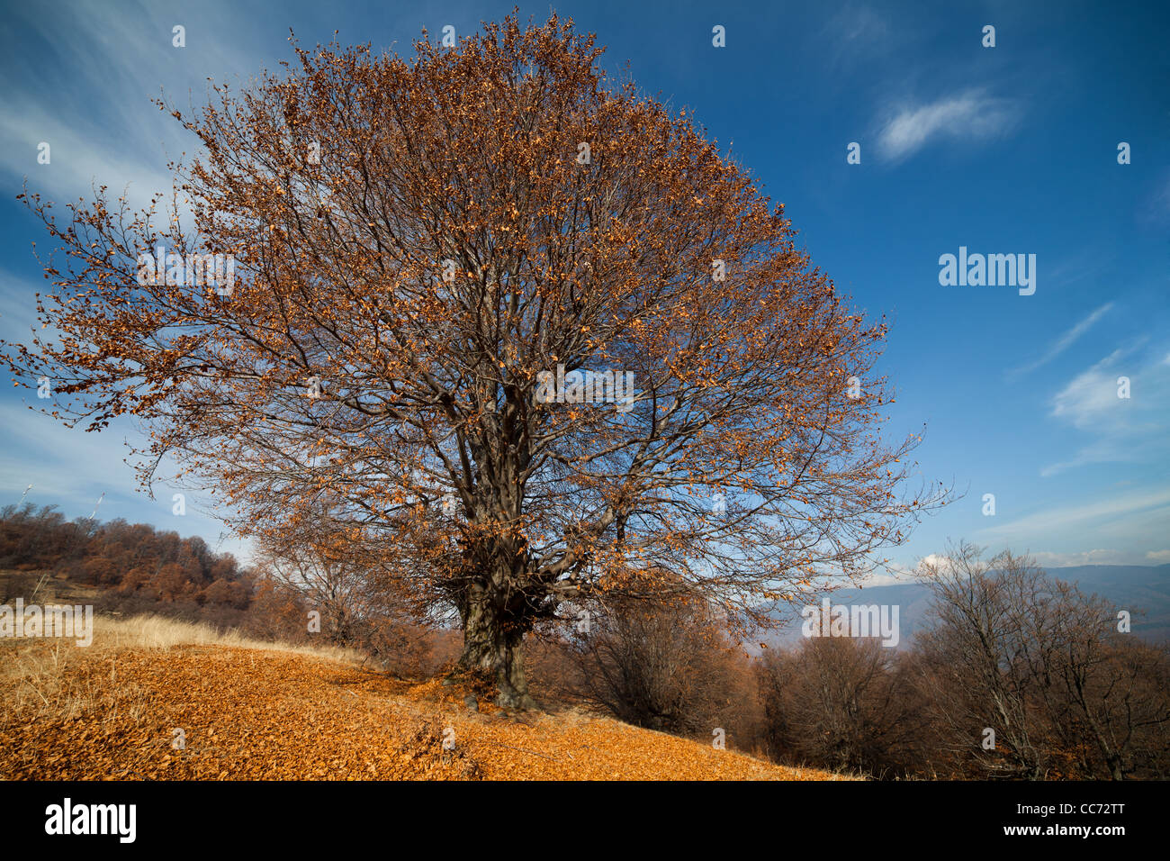 Autumnal landscape with a big beech tree and blue sky Stock Photo - Alamy