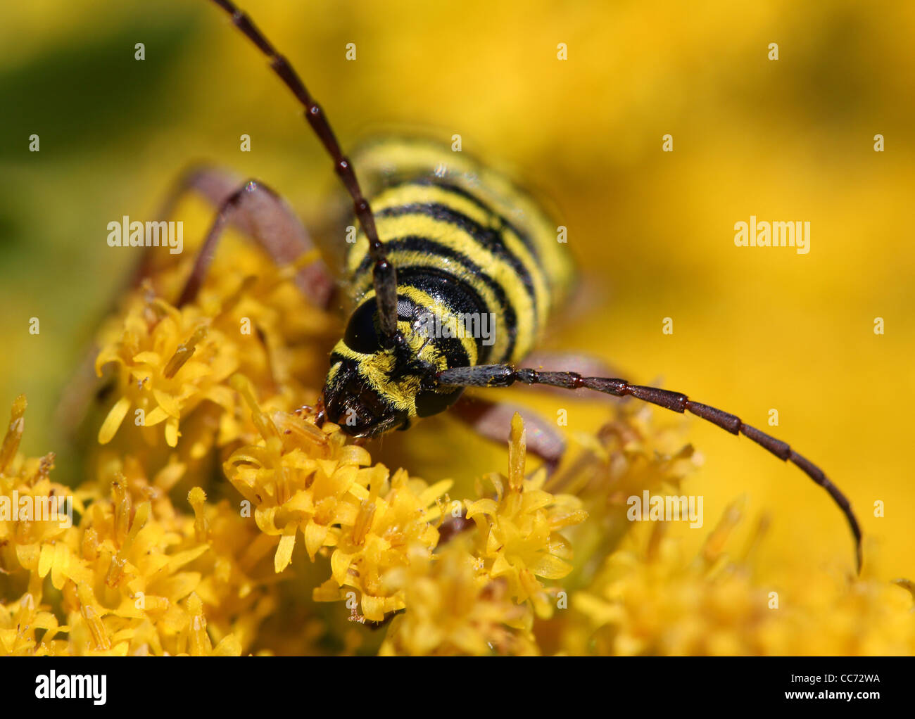 Locust insect antenna hi-res stock photography and images - Alamy
