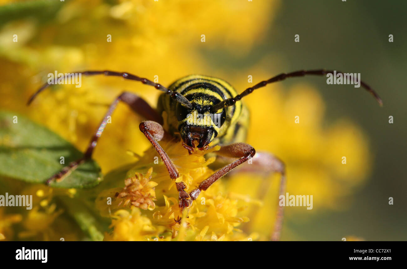 Locust borer beetle feeding goldenrod flower prairie Stock Photo - Alamy