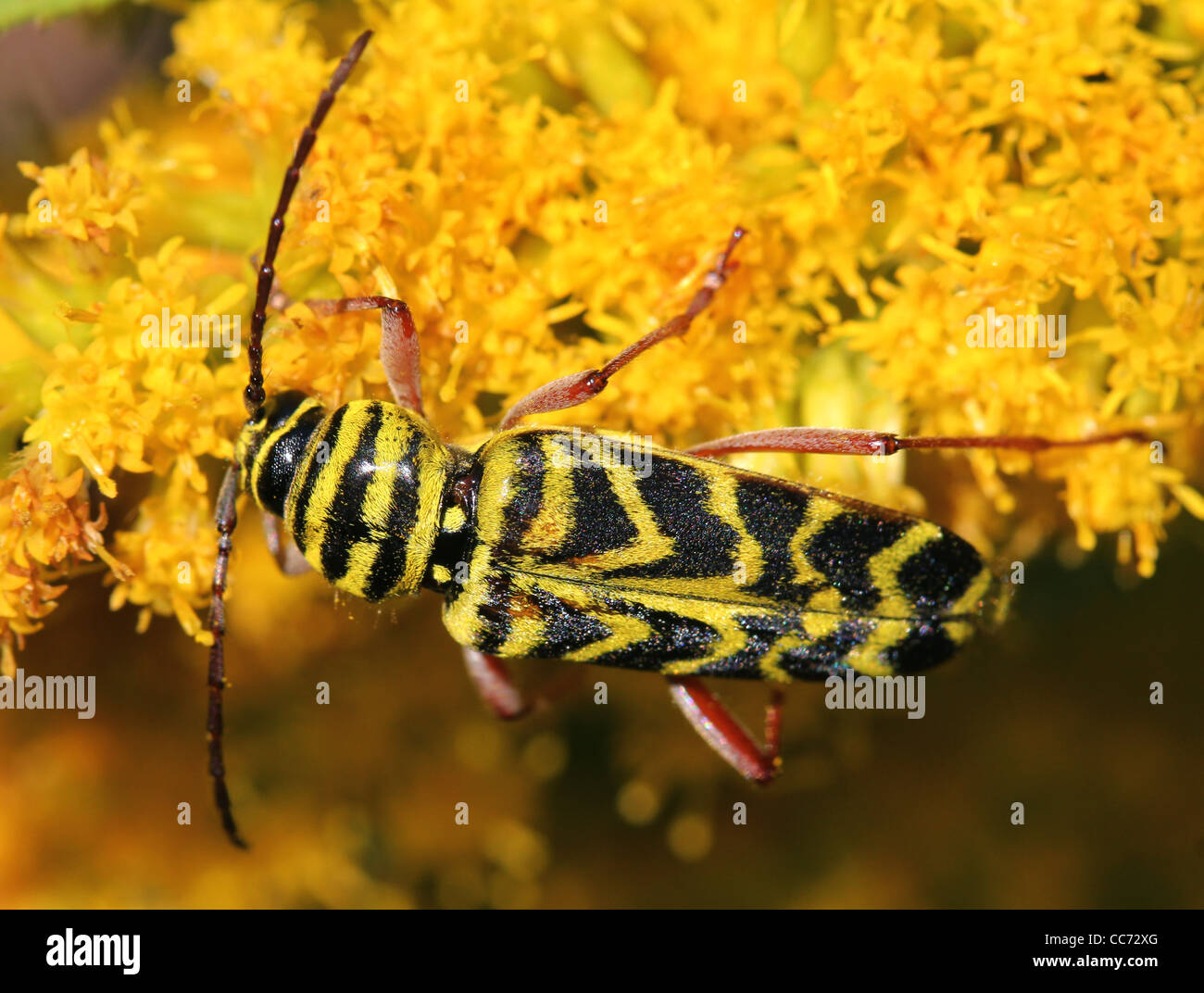 Locust borer beetle hi-res stock photography and images - Alamy
