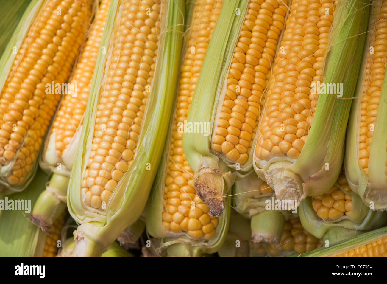 Sweet corn close up, agriculture background Stock Photo - Alamy