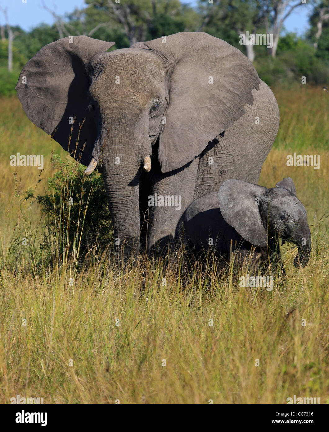 Defensive posturing hi-res stock photography and images - Alamy