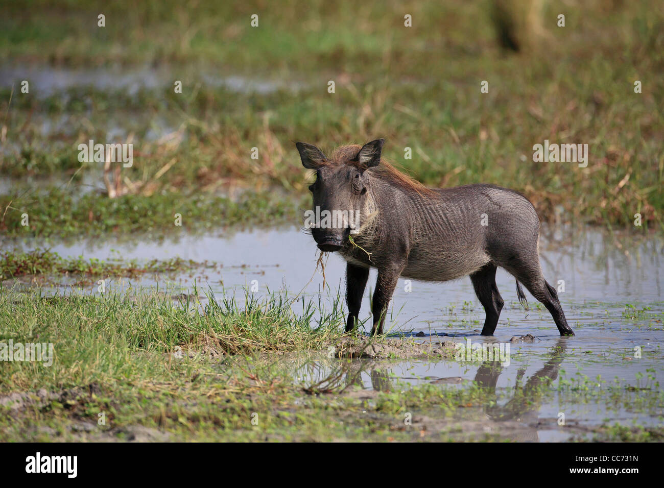 Foraging Wart Hog in mud Stock Photo - Alamy