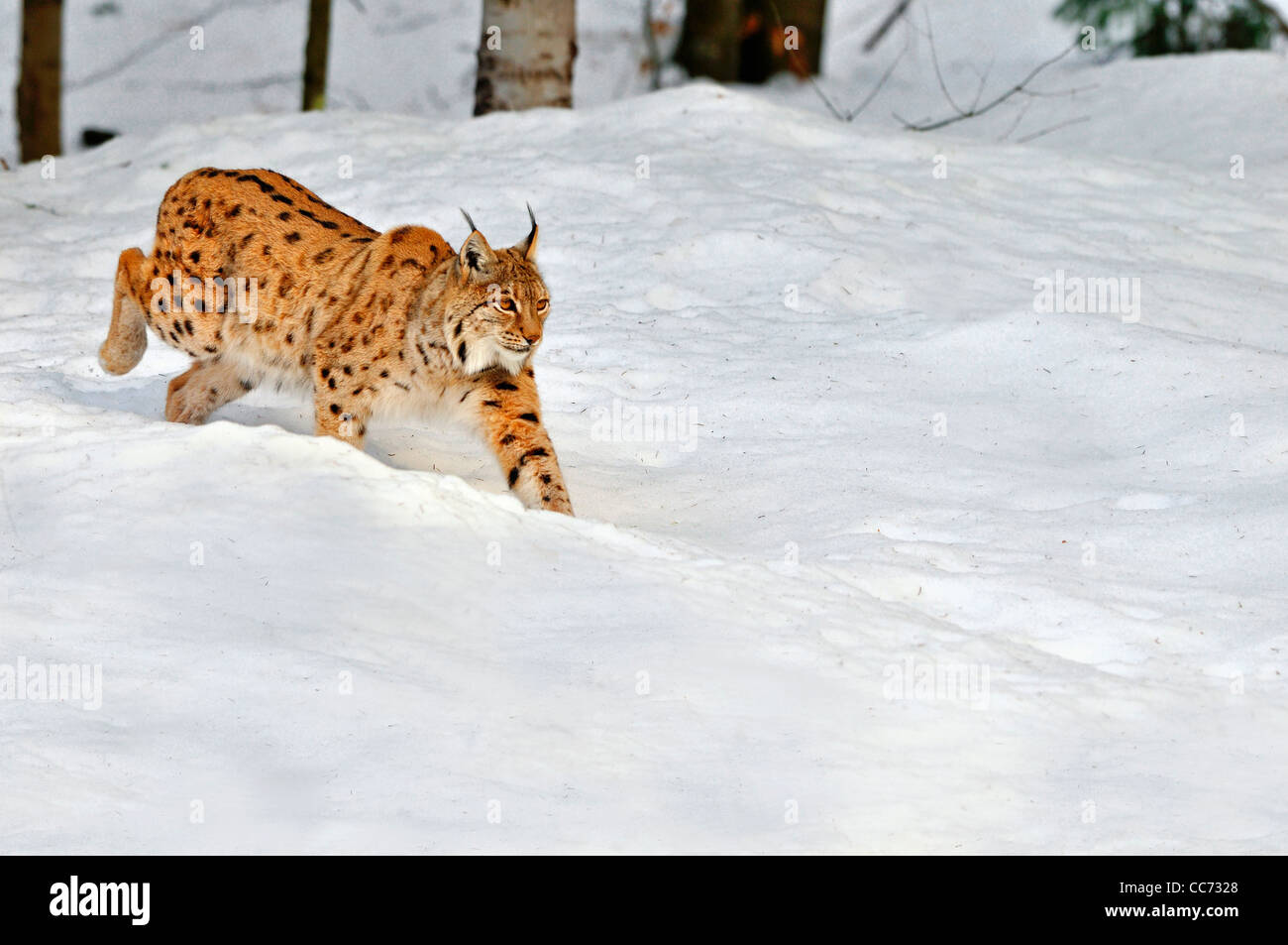 Eurasian lynx (Lynx lynx) running in the snow in woodland in winter ...