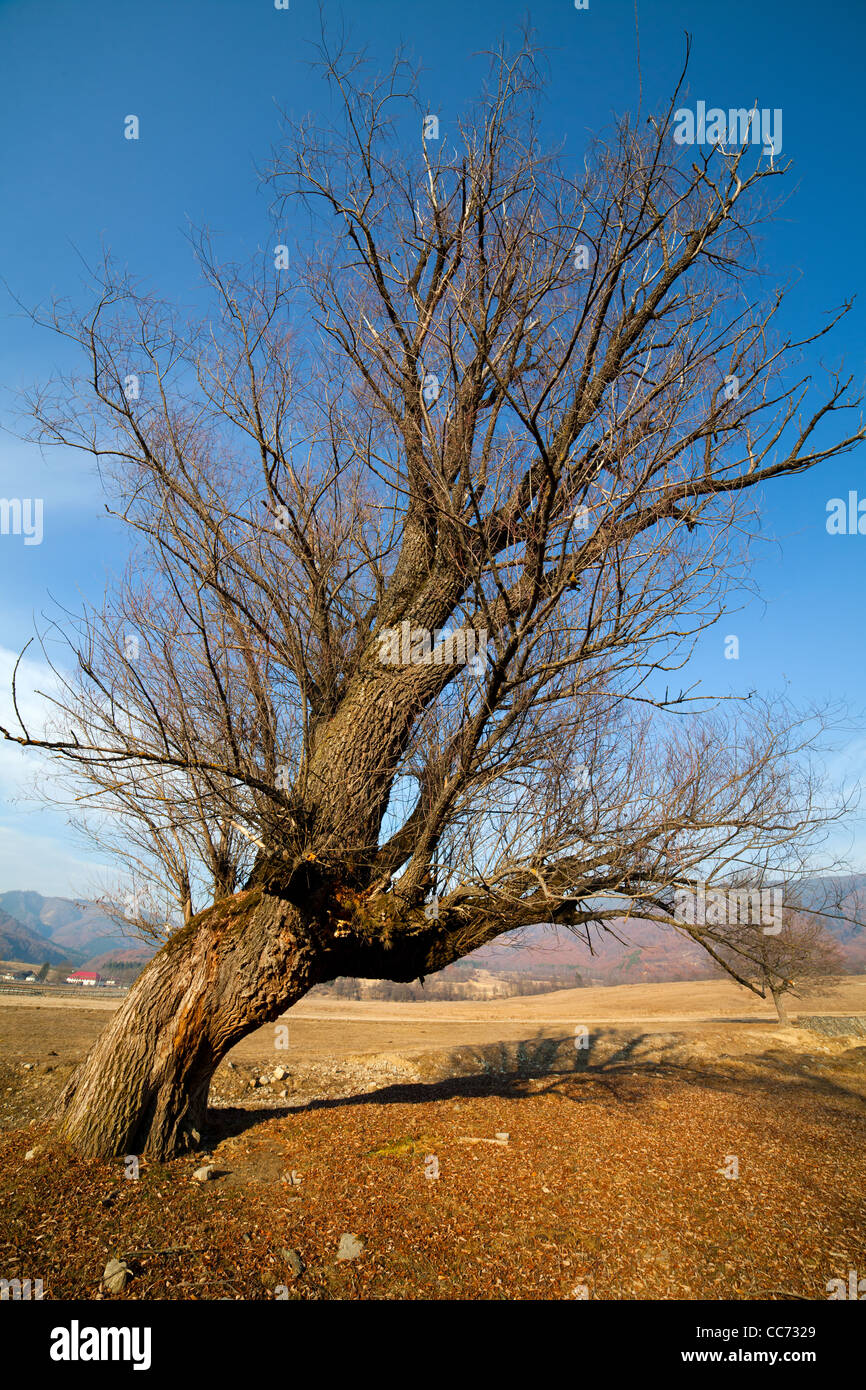 Landscape with a big hornbeam (carpinus betulus) tree on a meadow Stock ...