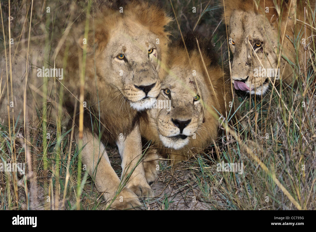 Wounded Lion High Resolution Stock Photography and Images - Alamy