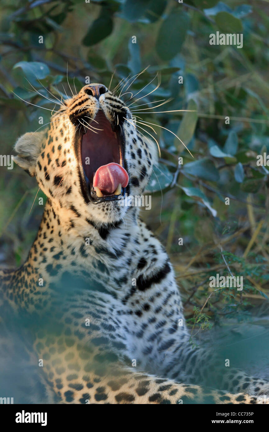 Yawning leopard with tongue stretched out beyond the fangs Stock Photo ...