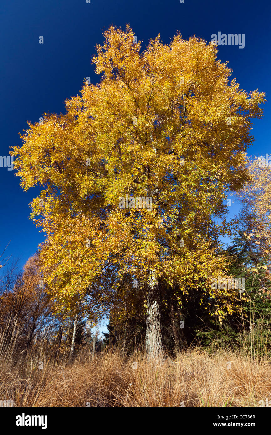 Silver Birch Tree (Betula Pendula), in Full Autumn Colour, Hessen ...
