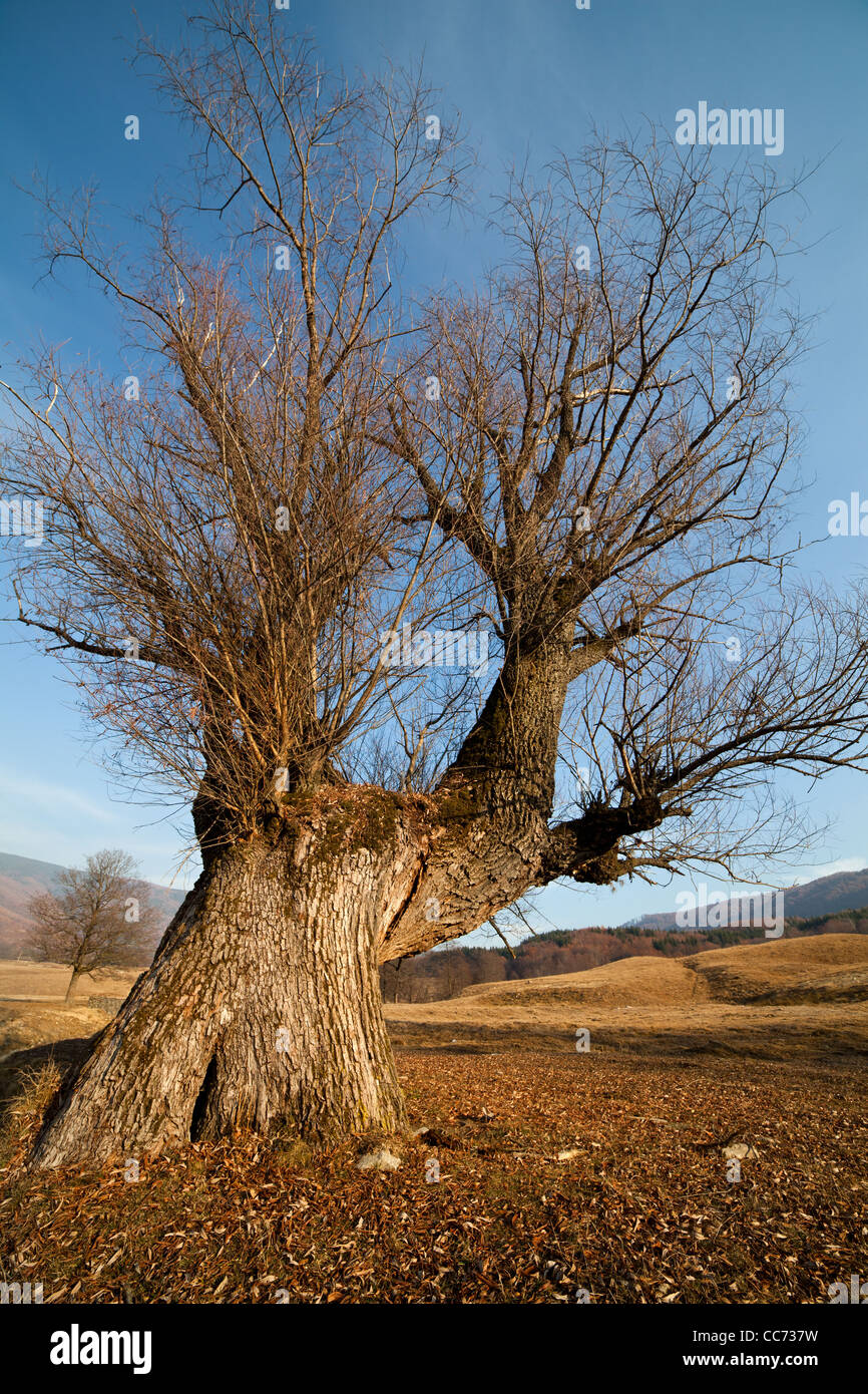 Landscape with a big hornbeam (carpinus betulus) tree on a meadow Stock ...