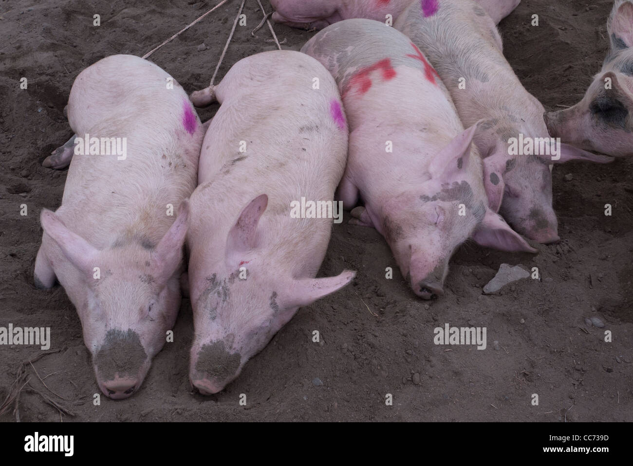 Five pink pigs tied up and for sale lie on the ground facing forward ...