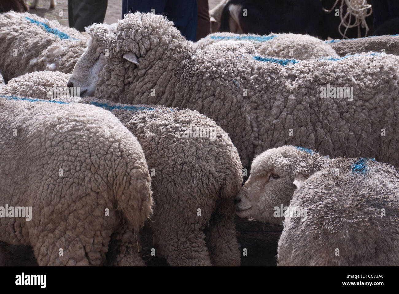 A herd of unshorn sheep are standing side by side, with blue lines ...