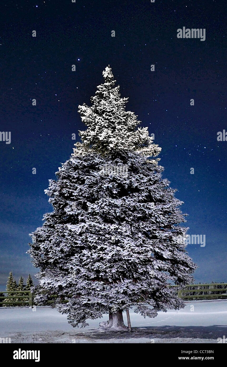 Rogla cristmas tree Stock Photo - Alamy