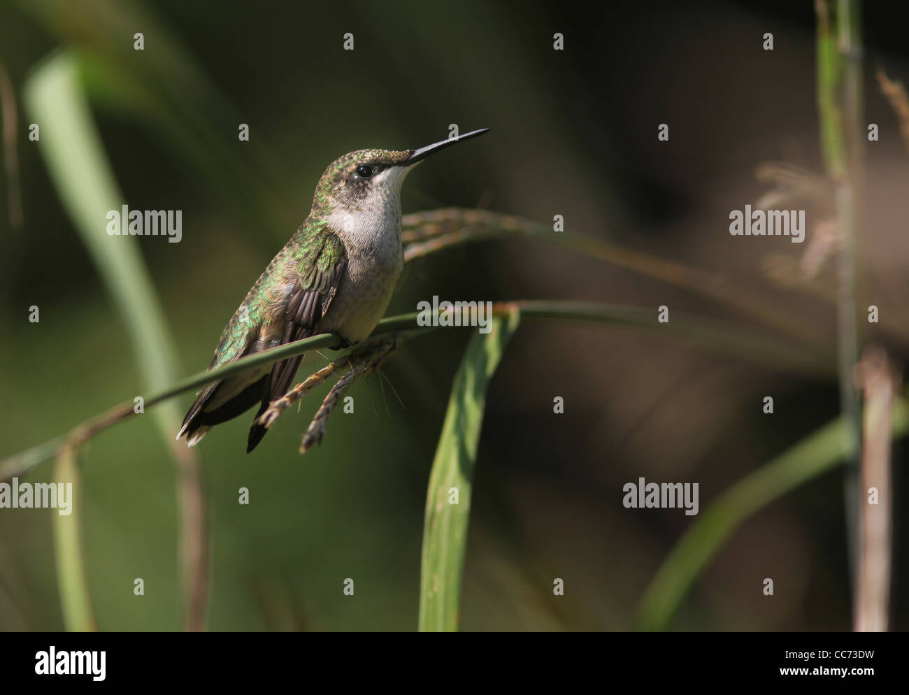 Ruby throated hummingbird big blue stem grass Stock Photo - Alamy