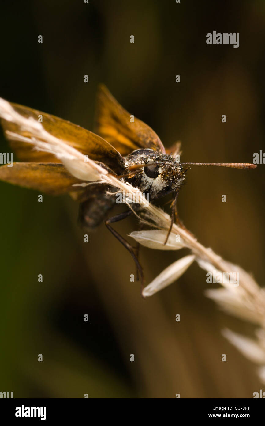 Species of skipper hi-res stock photography and images - Alamy