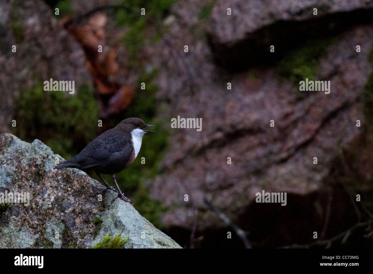 Dipper on rock Stock Photo - Alamy