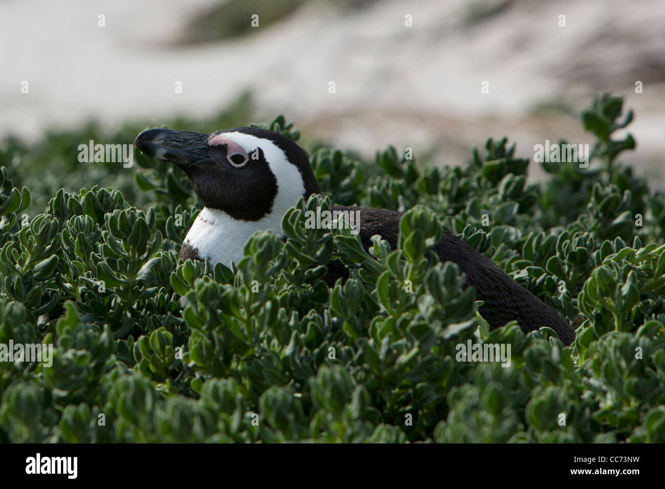 African penguin hiding in beach vegetation Stock Photo - Alamy