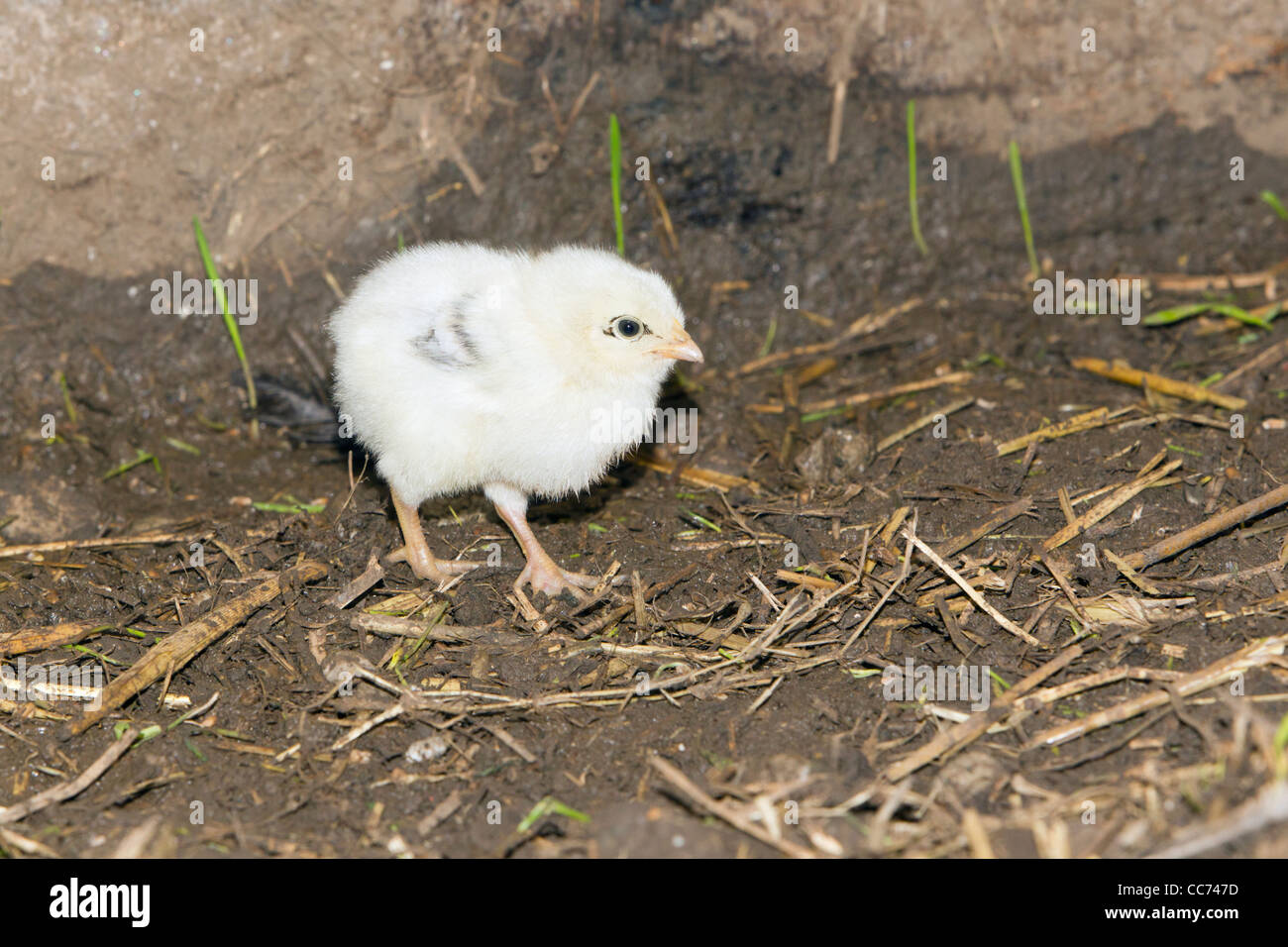 Chicken, Chick, Free Range in Chicken Shed, Lower Saxony, Germany Stock ...