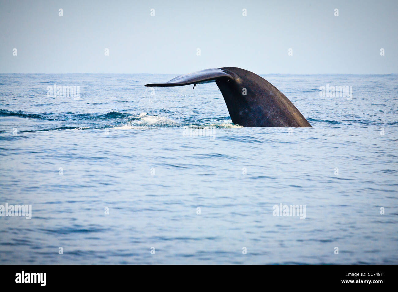 A Blue Whale's tail breaching the surface in the Indian Ocean Stock ...