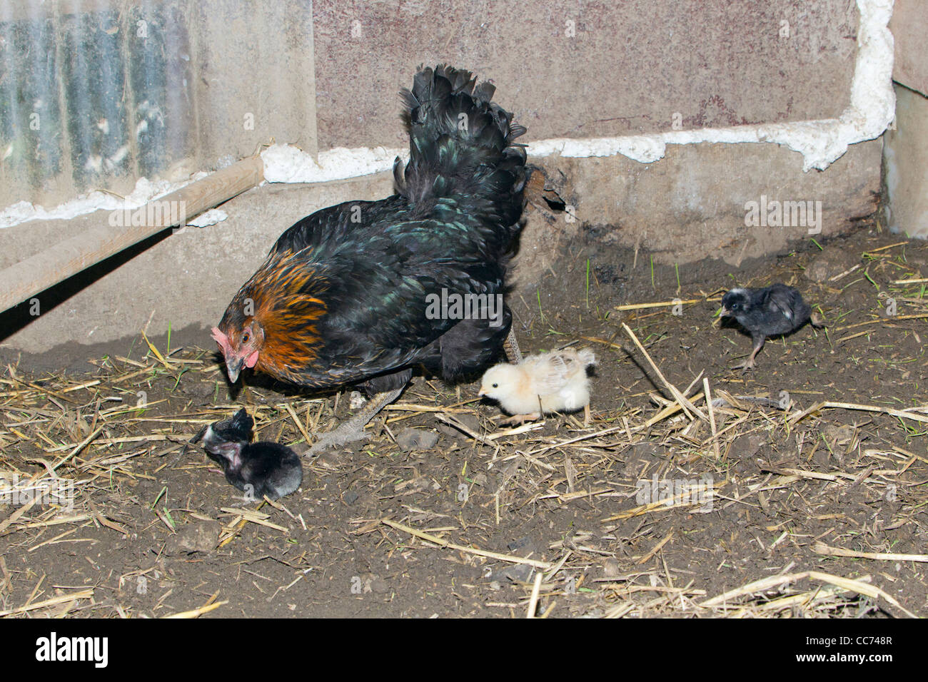 Hen with Chicks, Free Range , Searching for Food in Chicken Shed, Lower ...