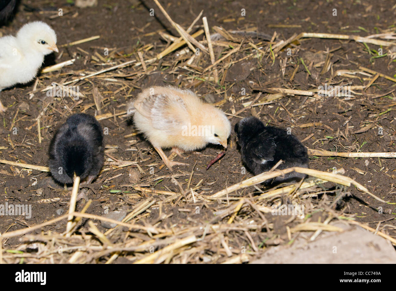 Free range chicken and worm hi-res stock photography and images - Alamy