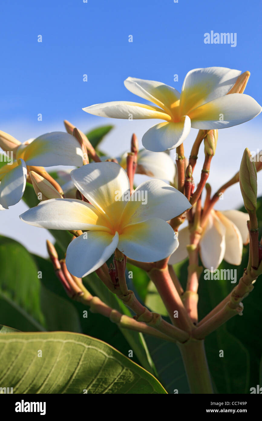Closeup of plumeria flowers, Molokai, Hawaii, USA. Also known as ...