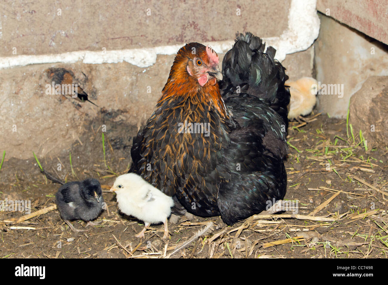 Hen with Chicks in Chicken Shed, Lower Saxony, Germany Stock Photo - Alamy