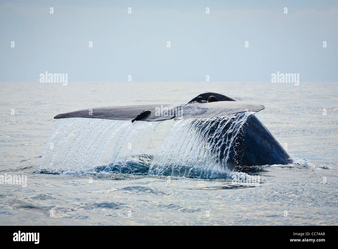 Blue Whale Breaching High Resolution Stock Photography and Images - Alamy