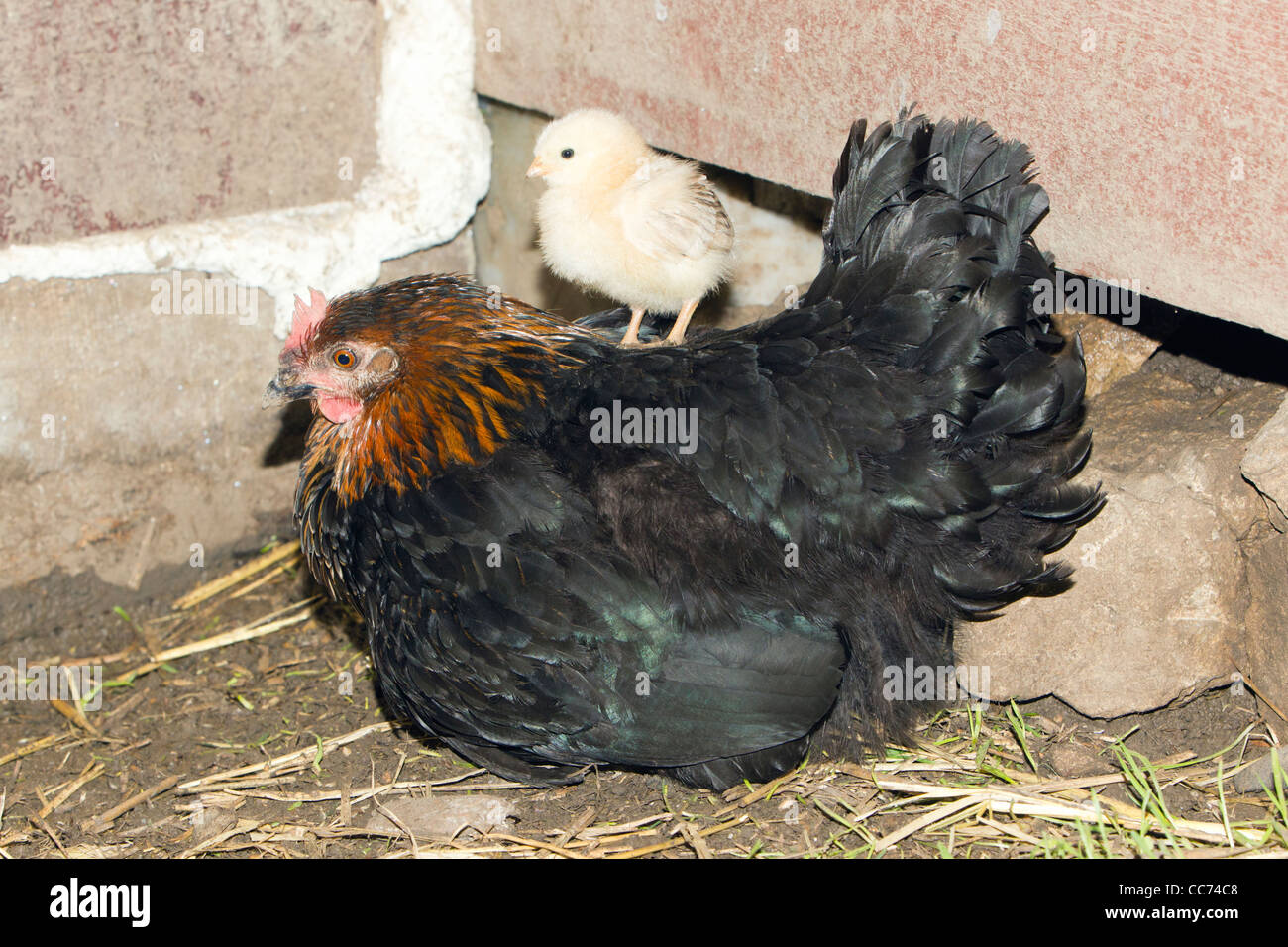 Bird birds chicken hen hi-res stock photography and images - Alamy