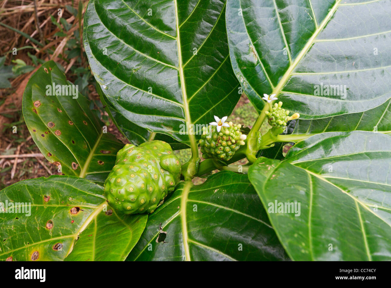 Noni fruit growing in Halawa Valley, Molokai, Hawaii, USA Stock Photo ...