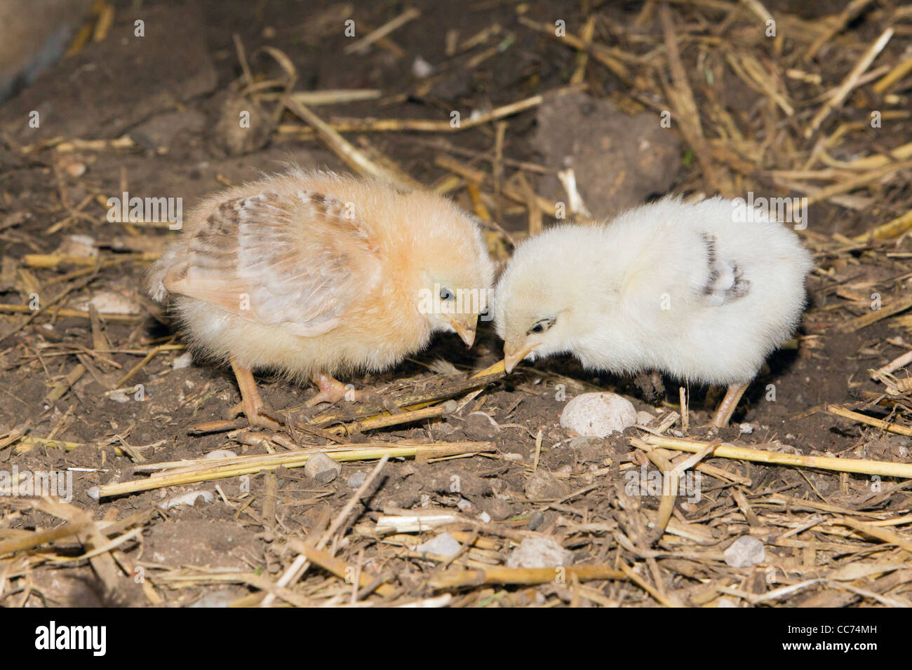 Free range farm germany hi-res stock photography and images - Alamy