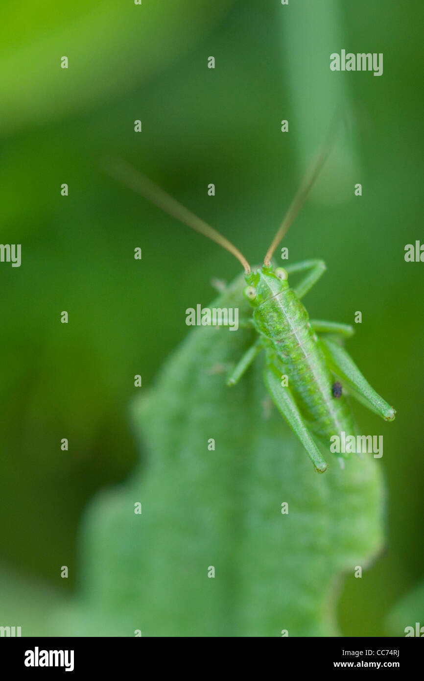 great green bush cricket juvenile Stock Photo - Alamy