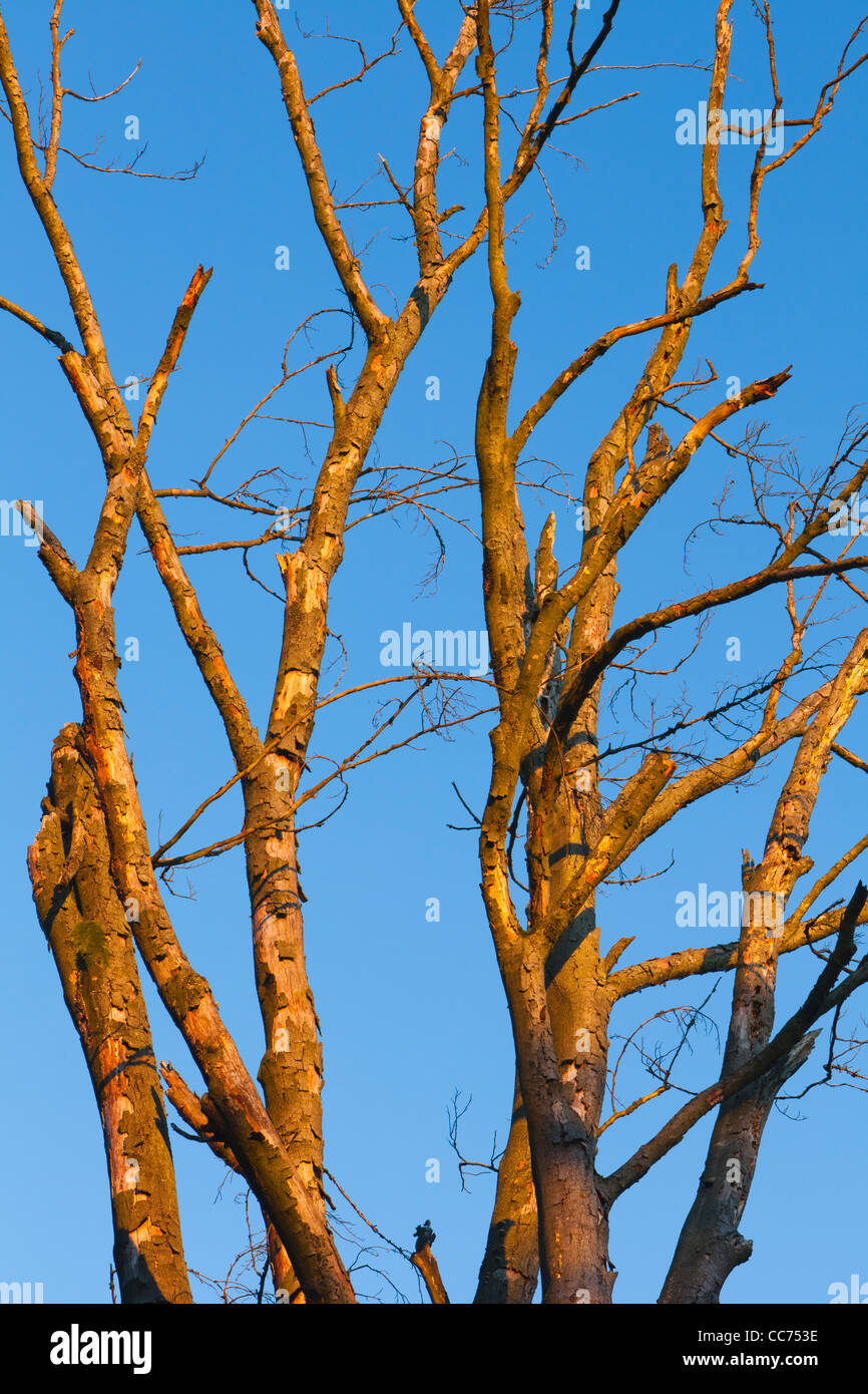 Beech Tree (Fagus sylvatica), Dead and Decaying Crown in Late Evening ...