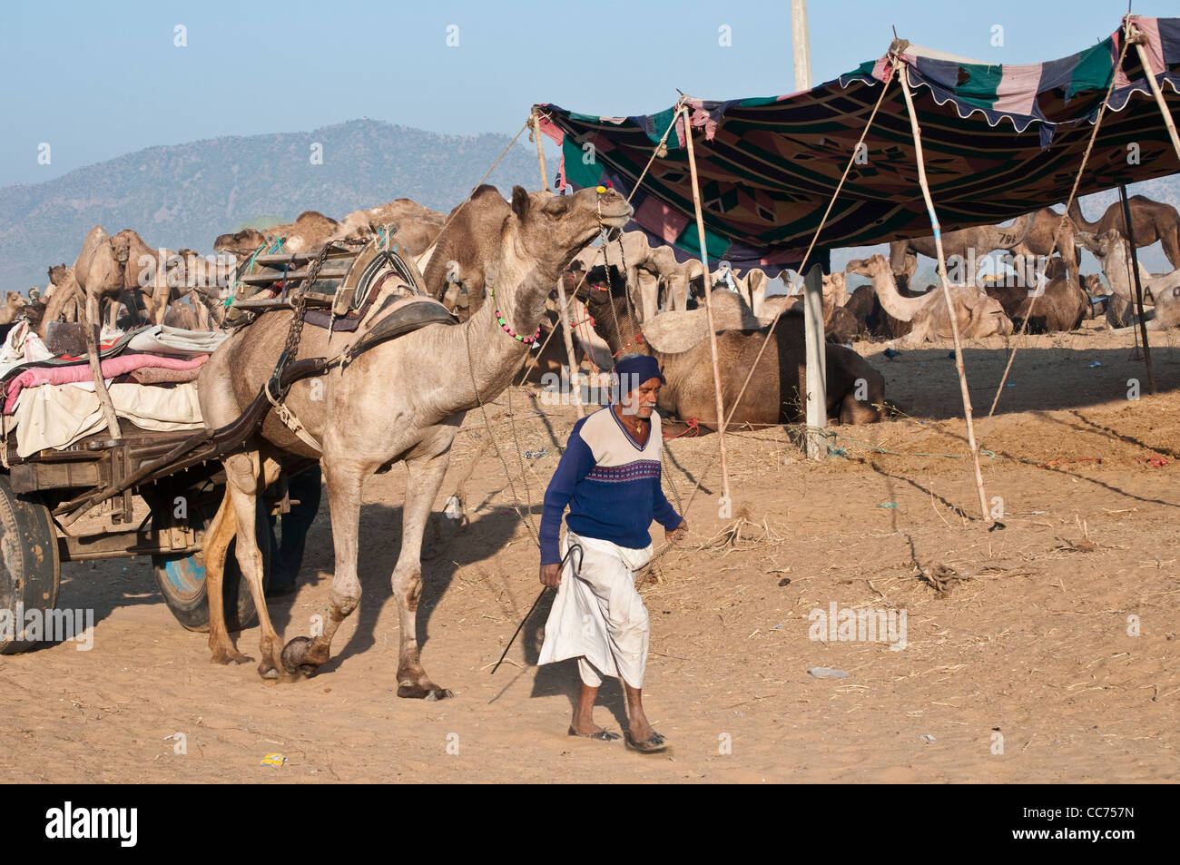 Rajasthan camel cart hi-res stock photography and images - Alamy