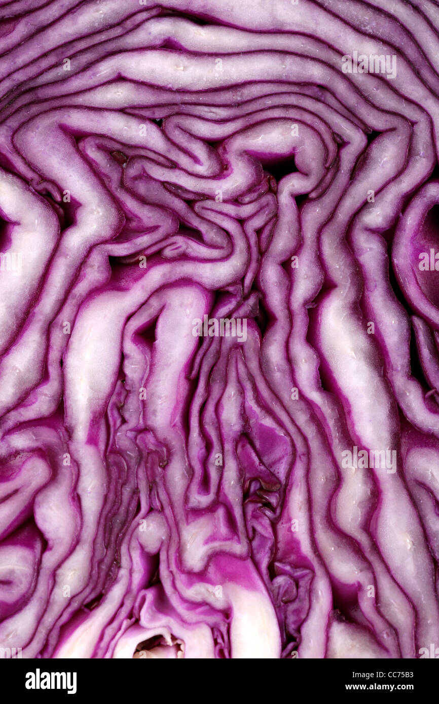 Single cabbage tree hi-res stock photography and images - Alamy