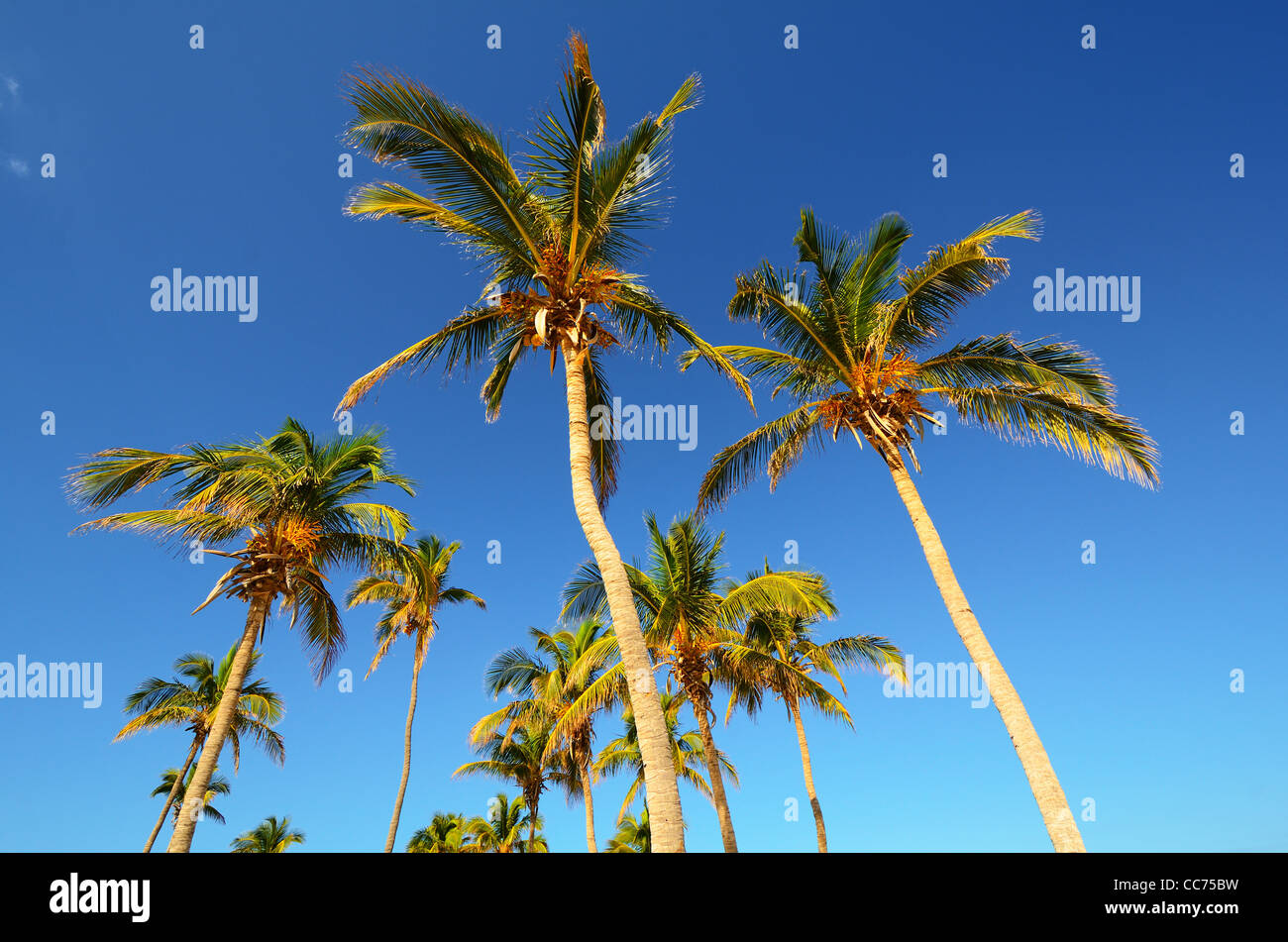 Blue sky tropical palm trees hi-res stock photography and images - Alamy