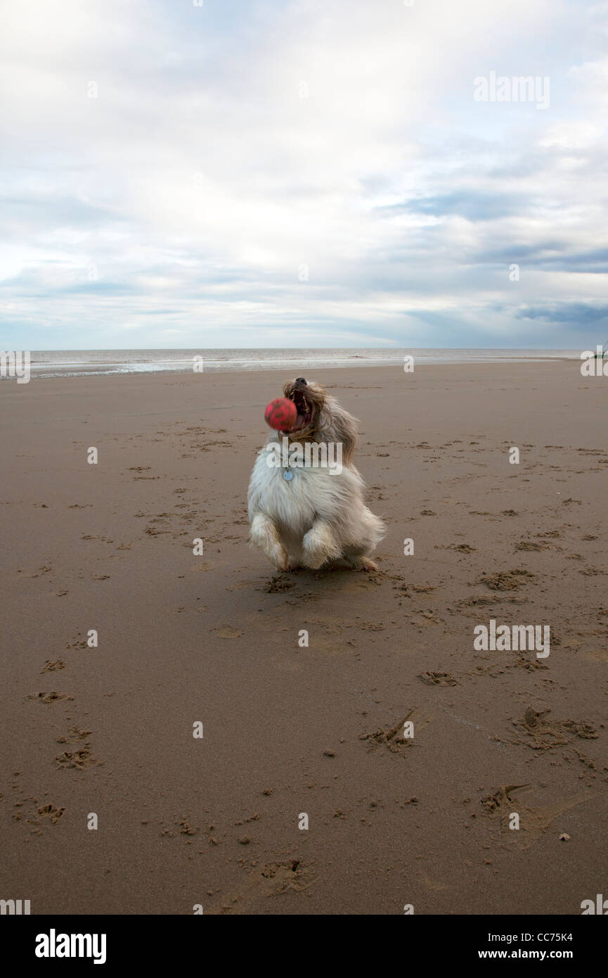 East coast, Mablethorpe, Lincolnshire bearded collie dog about to catch ...