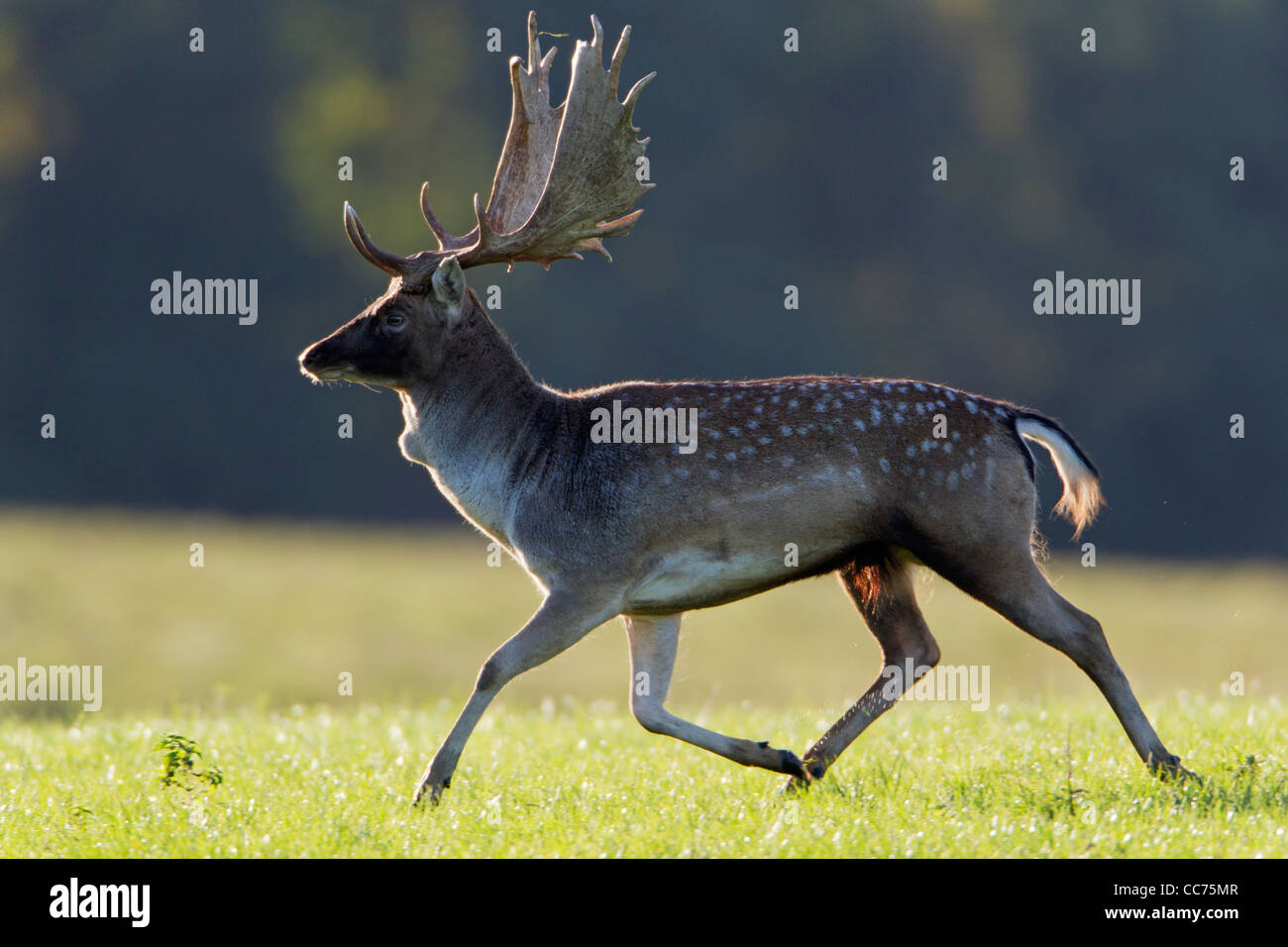 Fallow Deer (Dama dama), Buck Running during the Rut, Royal Deer Park ...