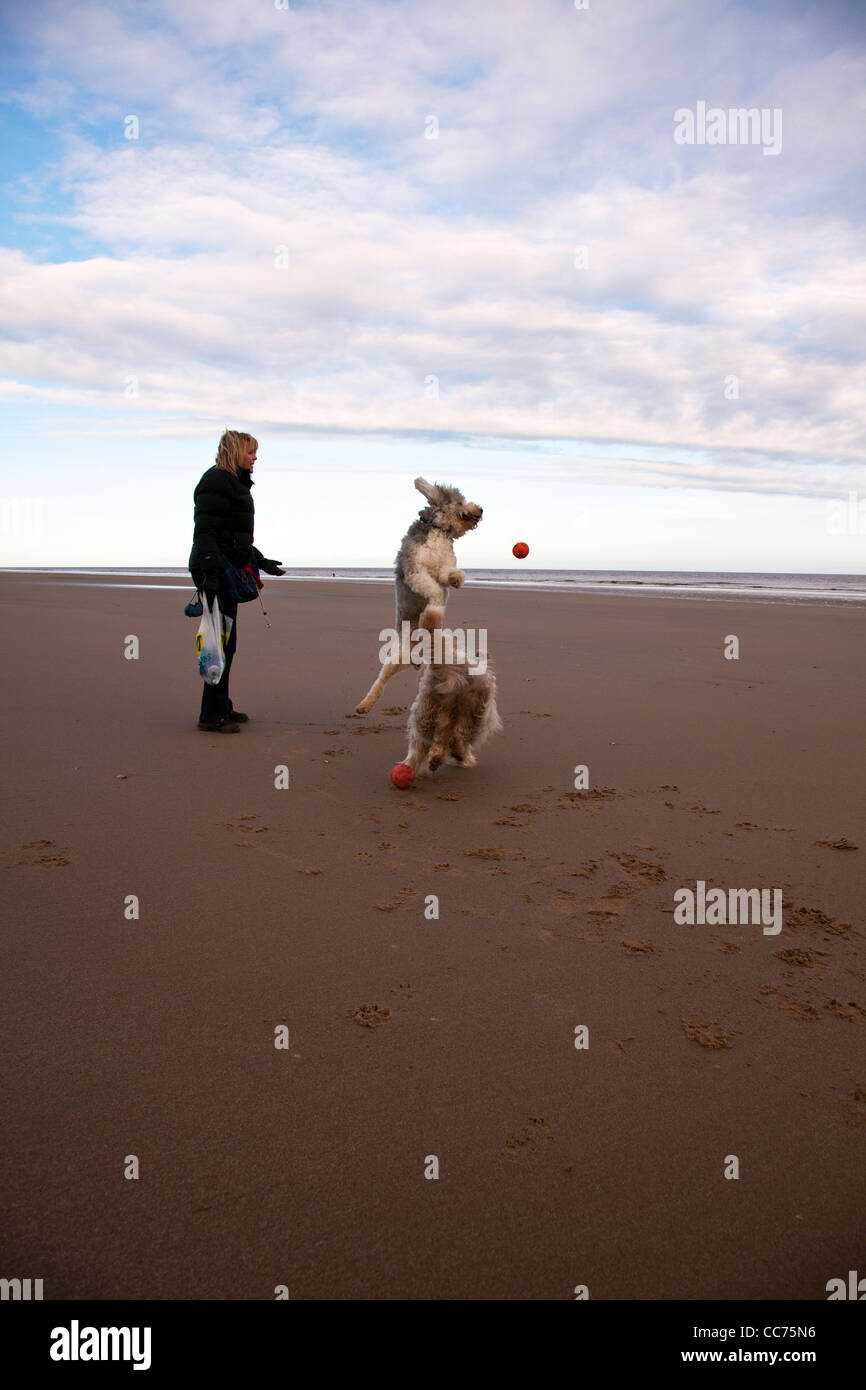 East coast, Mablethorpe, Lincolnshire two bearded collie dogs playing ...