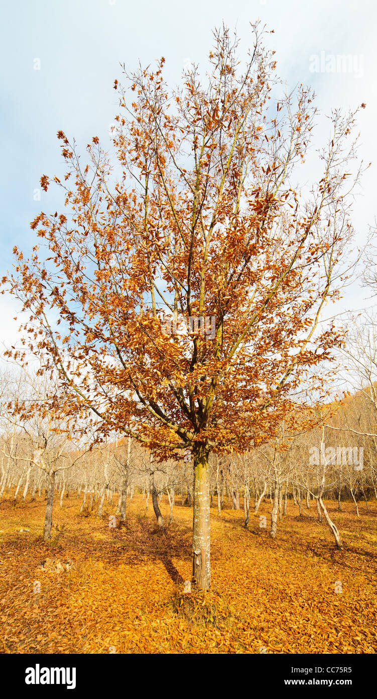 Beech tree in an autumnal landscape Stock Photo - Alamy
