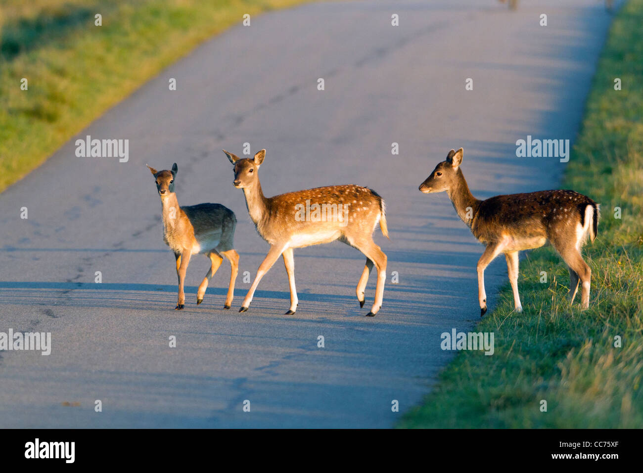 Fallow Deer (Dama dama), Three Fawns Crossing Road, Sjaelland, Denmark ...
