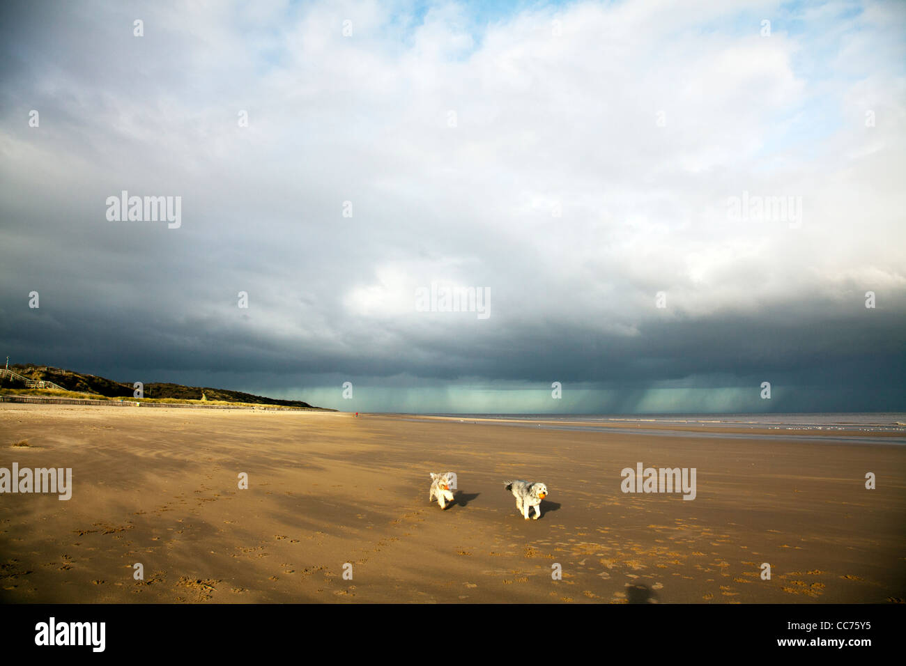 East coast, Mablethorpe, Lincolnshire two bearded collie dogs running ...