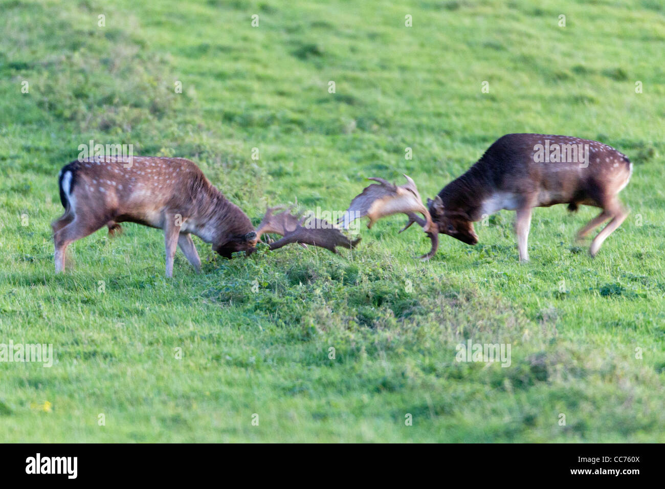 Fallow Deer (Dama dama), Two Bucks Fighting during the Rut, Royal Deer ...