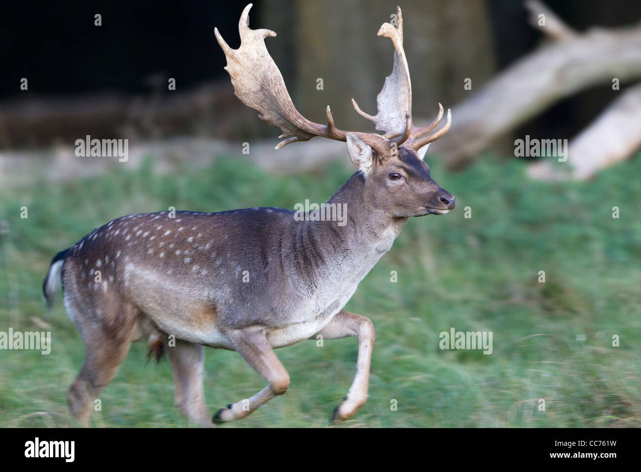Fallow Deer (Dama dama), Buck Running, Royal Deer Park, Klampenborg ...