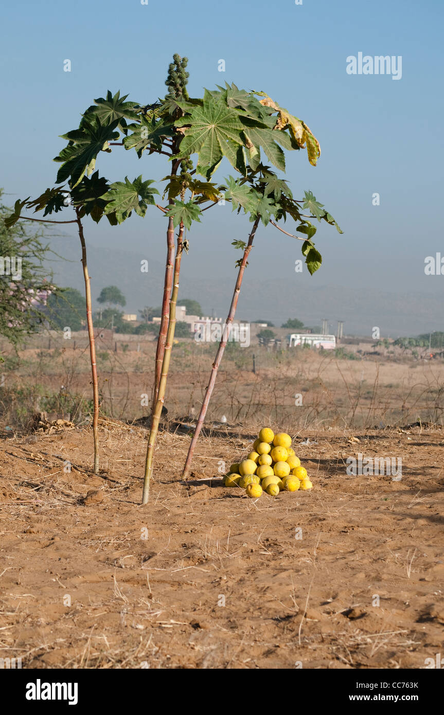 Melons under tree, Pushkar, Rajasthan, India Stock Photo - Alamy