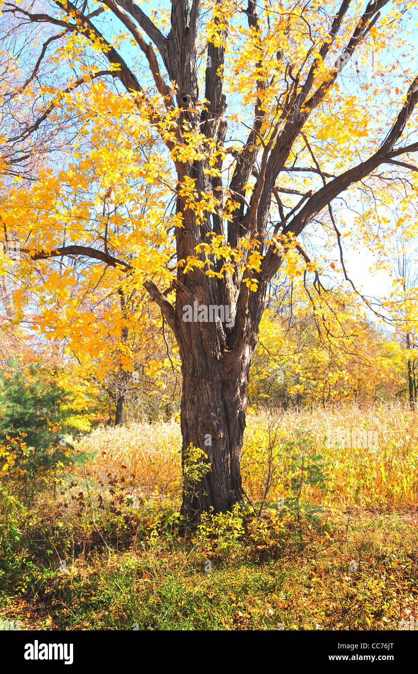 Tree with few leaves hi-res stock photography and images - Alamy