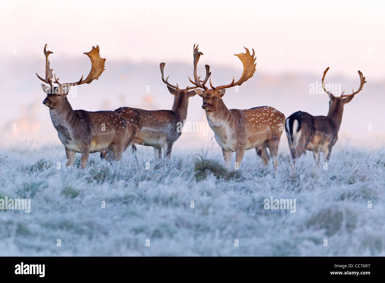 Fallow Deer (Dama dama), Four Bucks at Dawn, during the Rut, Royal Deer ...