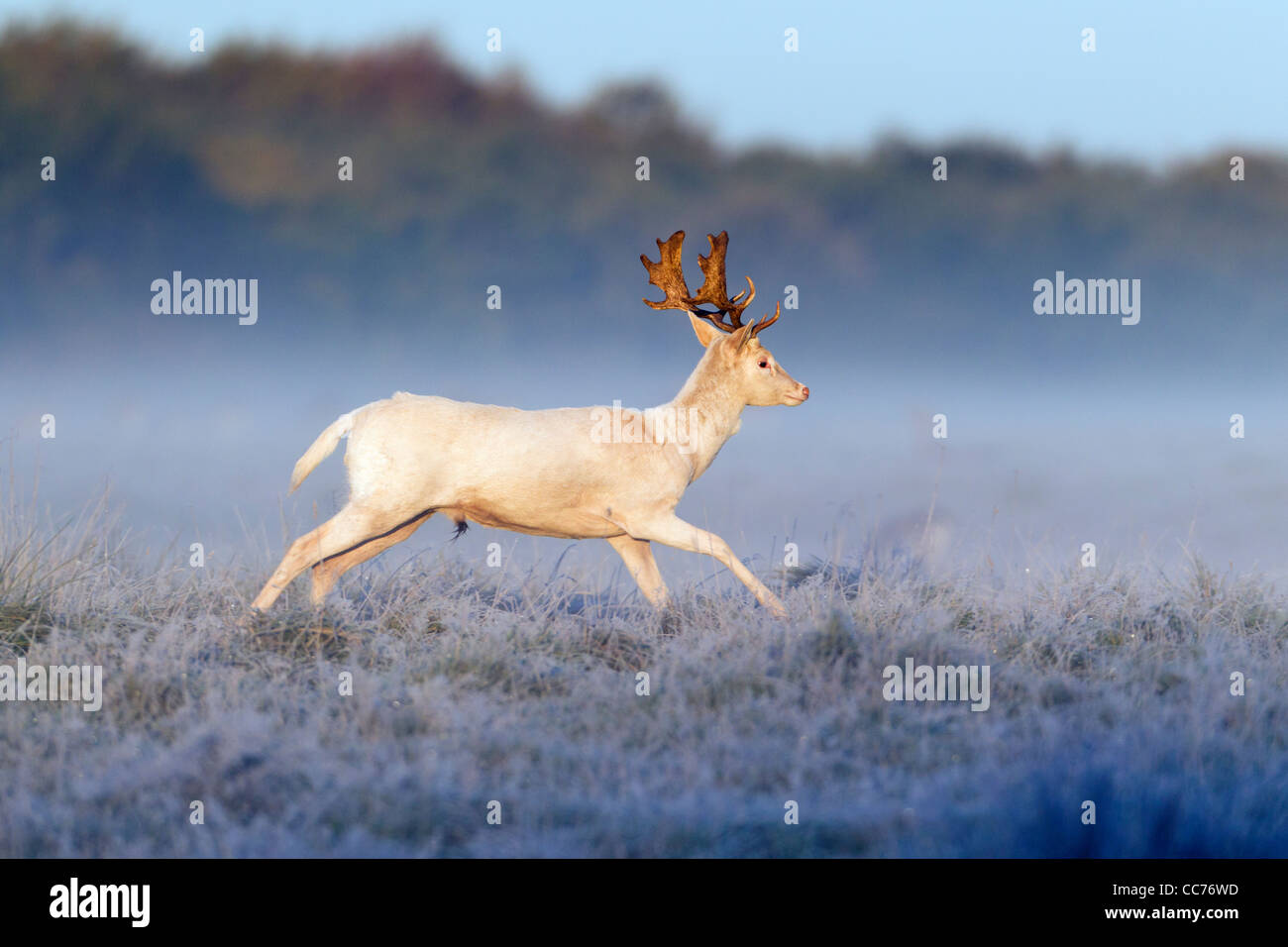 Fallow Deer (Dama dama), White Buck Running, during the Rut, Royal Deer ...