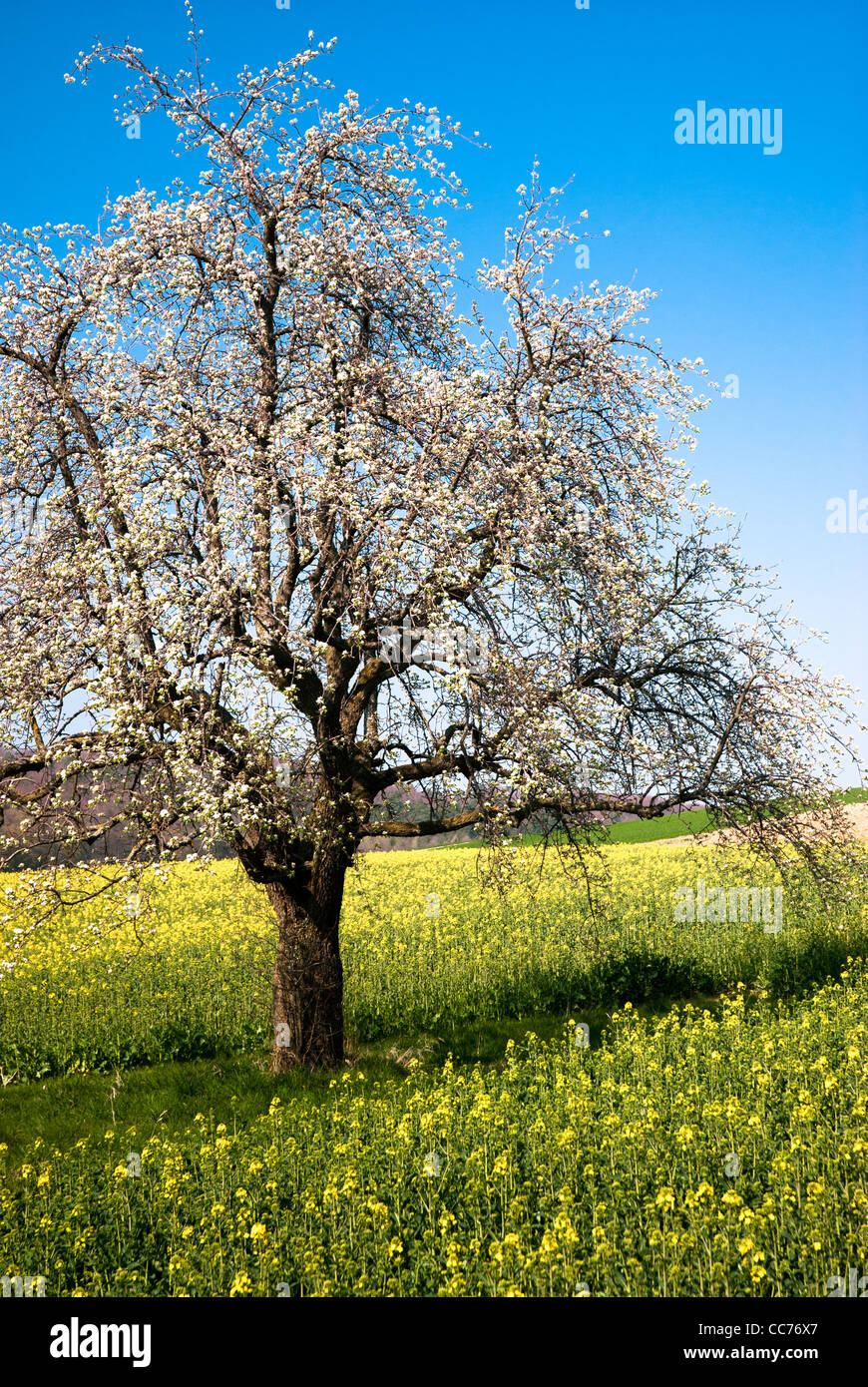 Blossoming tree in spring on rural meadow Stock Photo - Alamy